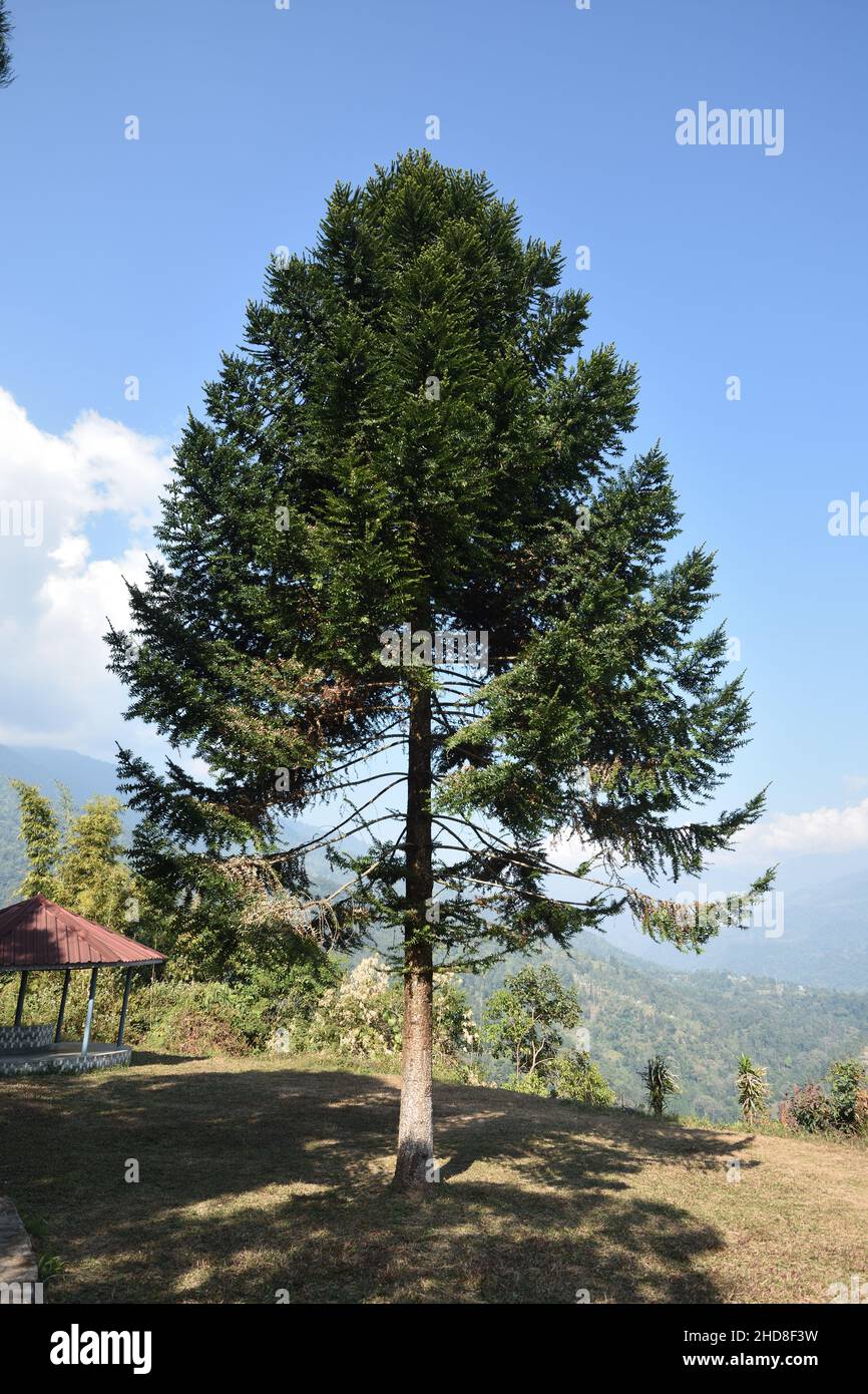 Cinchona tree hi-res stock photography and images - Alamy