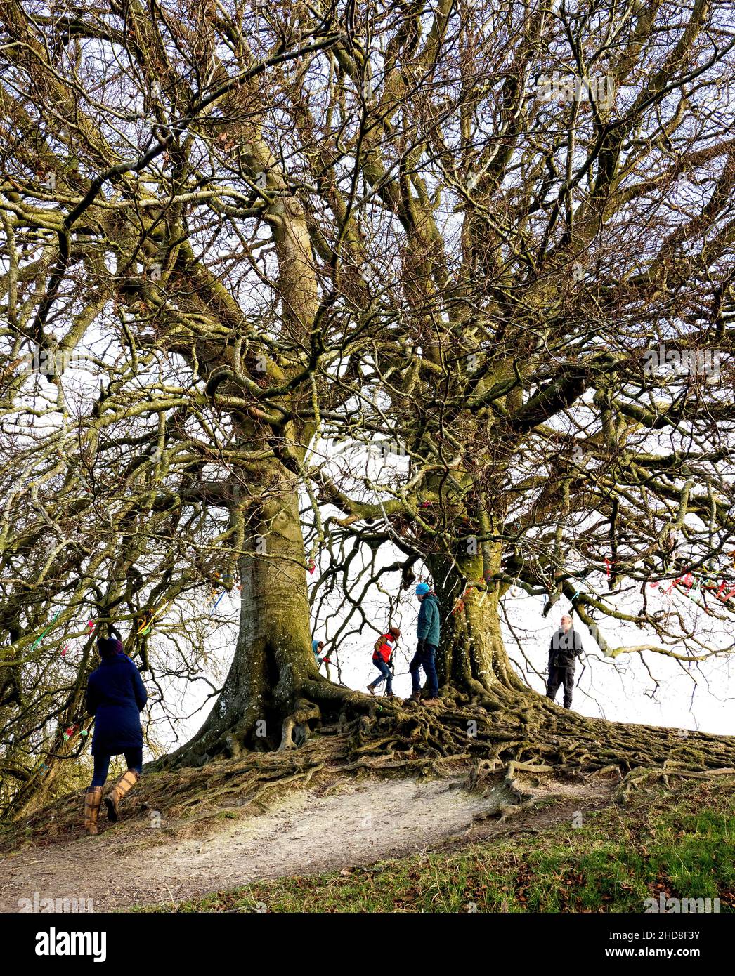 Avebury beeches hi-res stock photography and images - Alamy