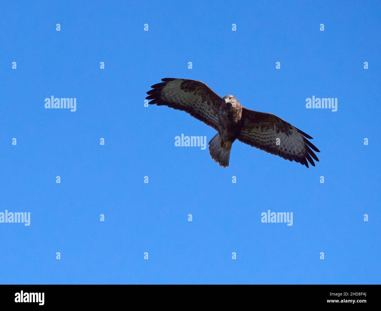 Common Buzzard Buteo buteo flying over Ashton Court near Bristol UK ...