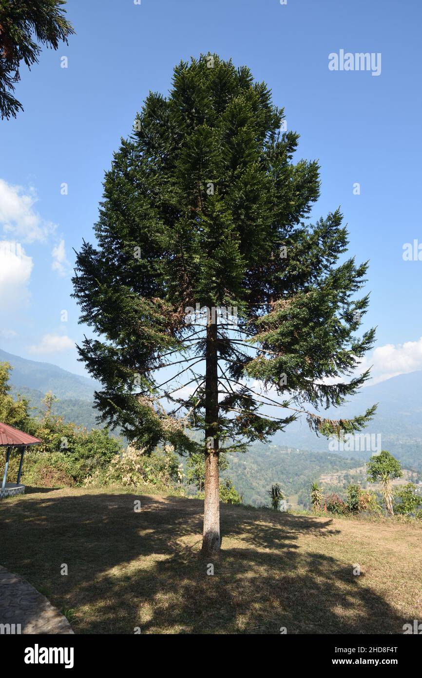 Cinchona tree hi-res stock photography and images - Alamy