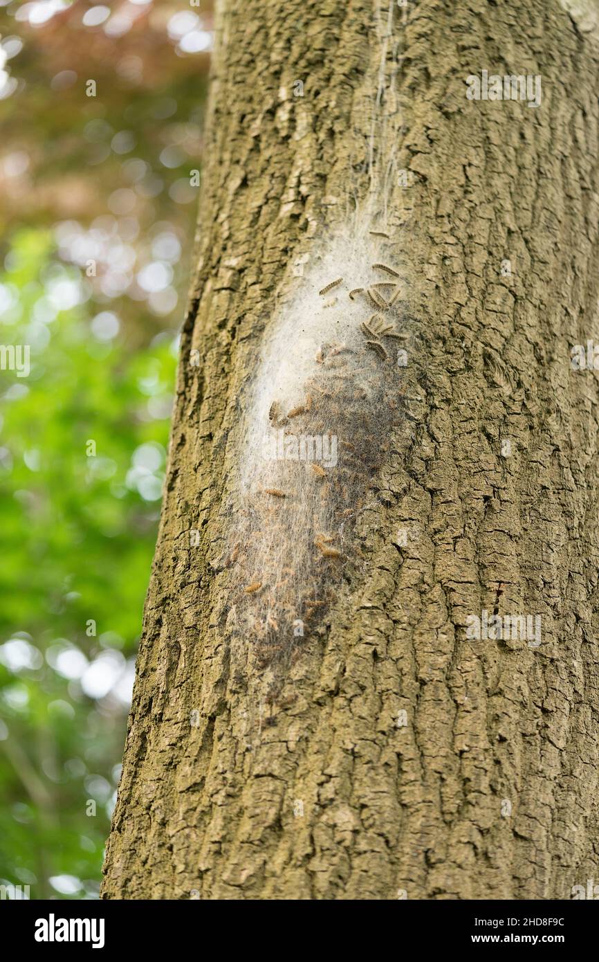 An Oak processionary caterpillar nest and web in procession on an oak ...