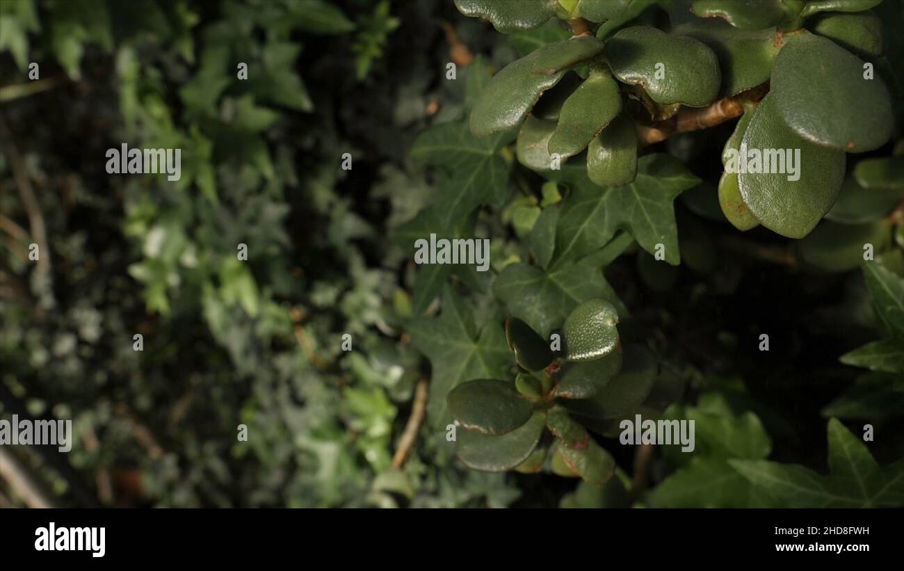 Top view of ficus leaves, tall ficus tree in the dark. Close up for ...