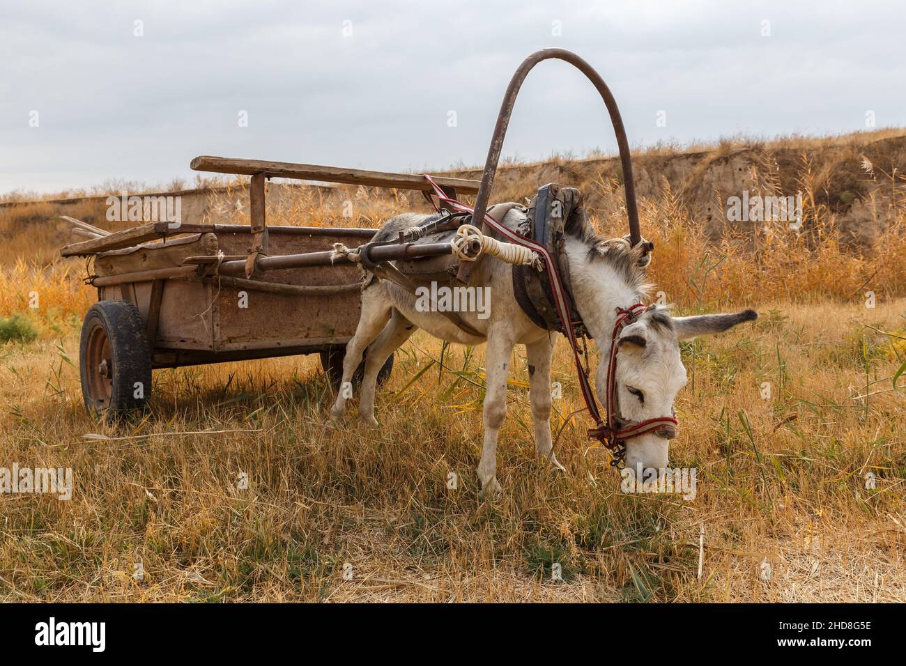 Donkey pulling a wagon hi-res stock photography and images - Alamy