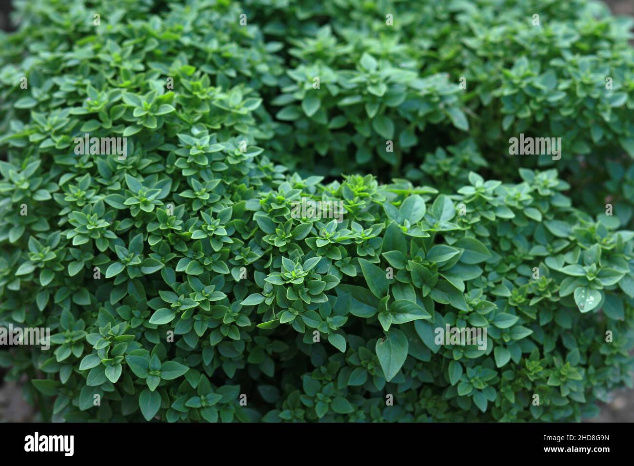 Greek basil hi-res stock photography and images - Alamy