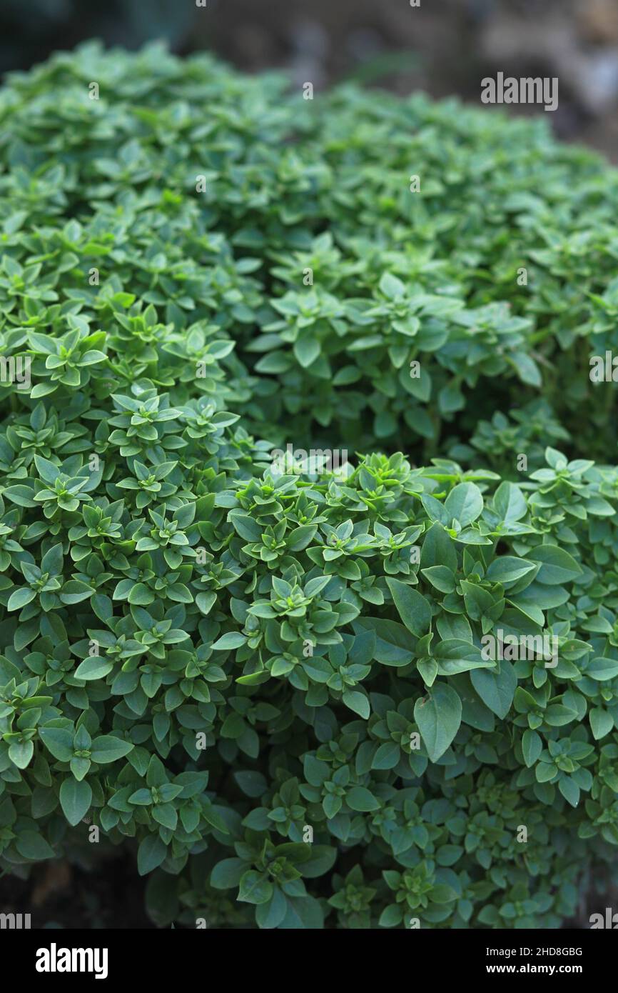 Greek basil hi-res stock photography and images - Alamy