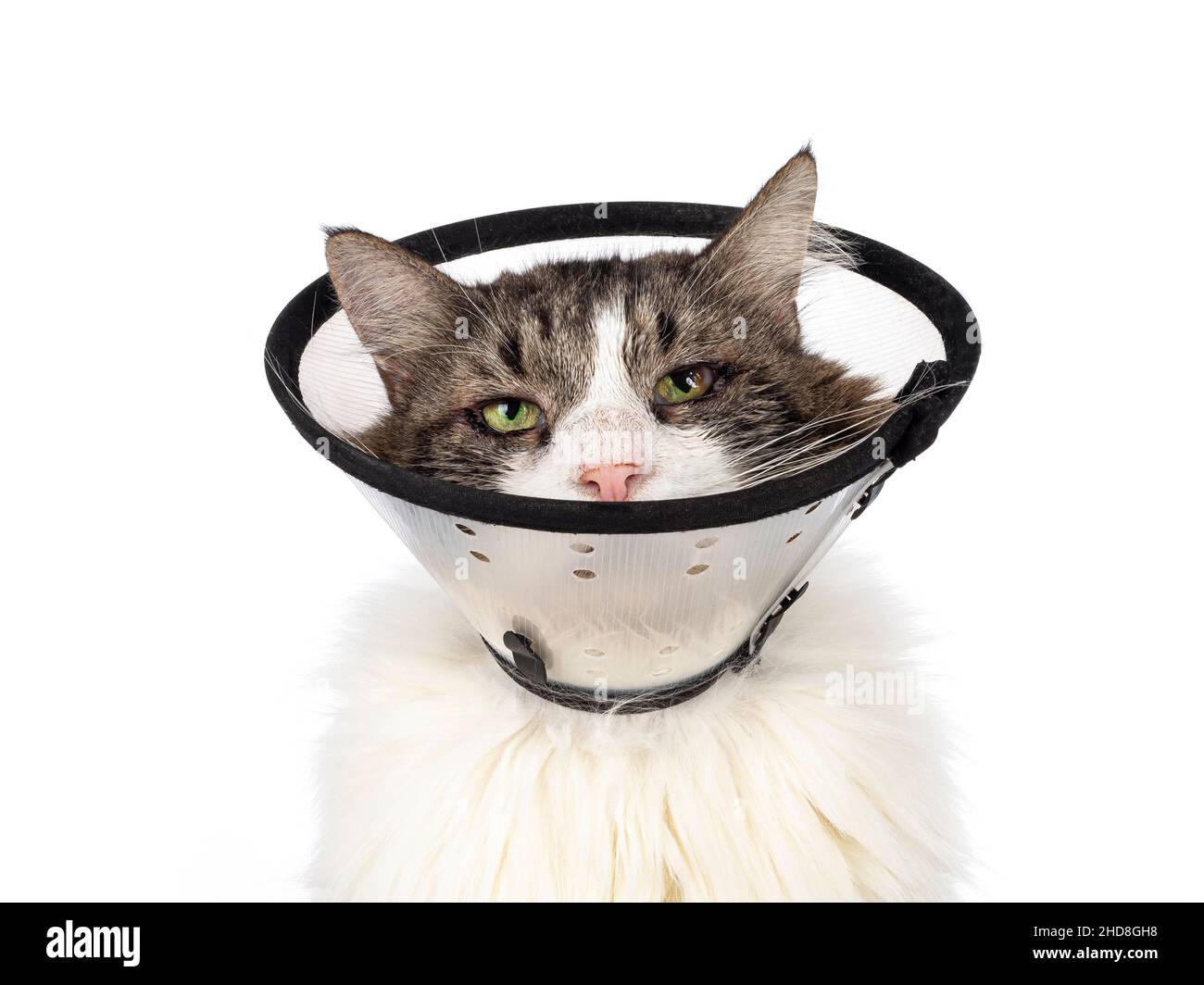 Corneal ulceration hi-res stock photography and images - Alamy