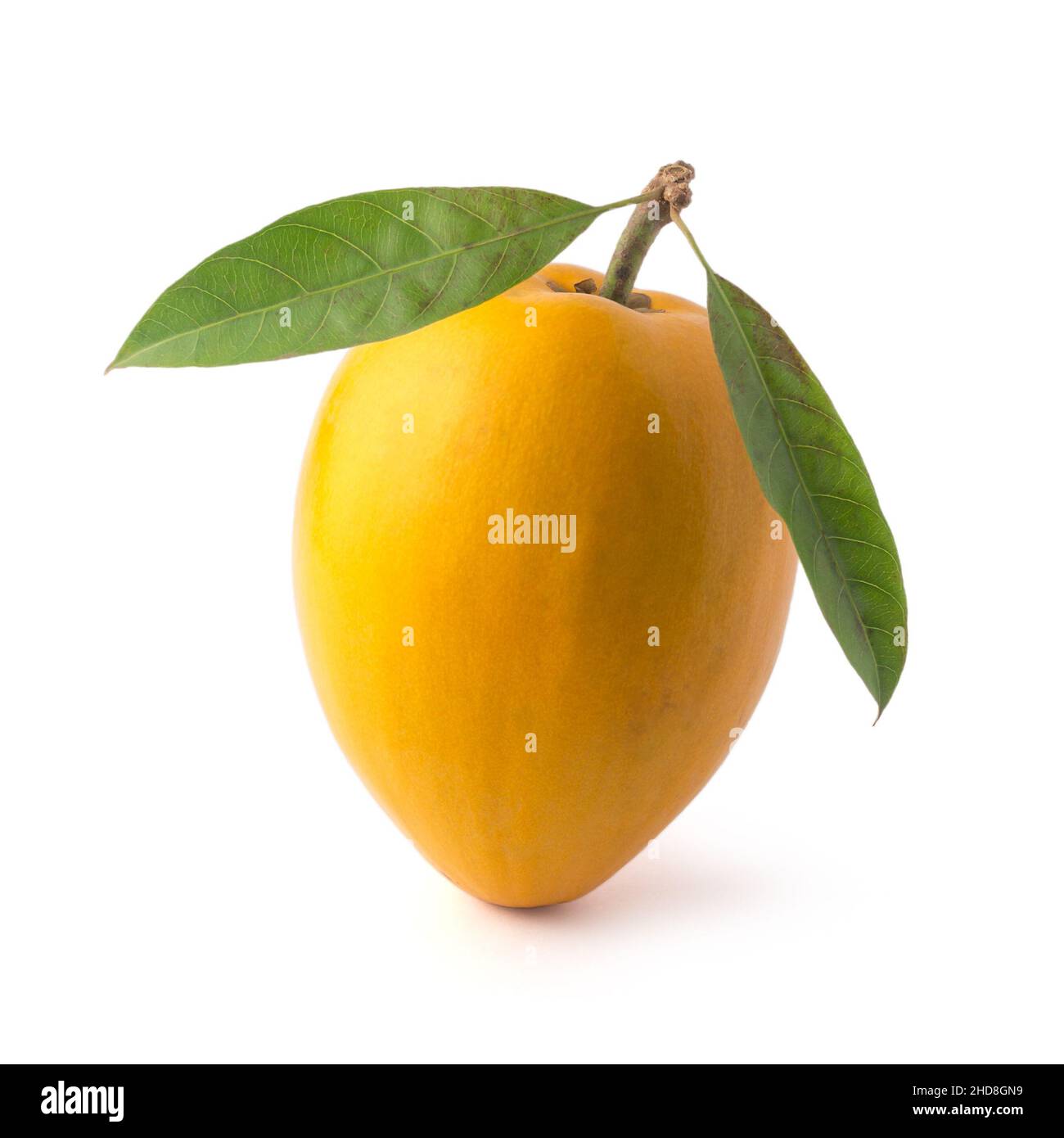 egg fruit with leaves, closeup view of tropical fruit isolated on white ...