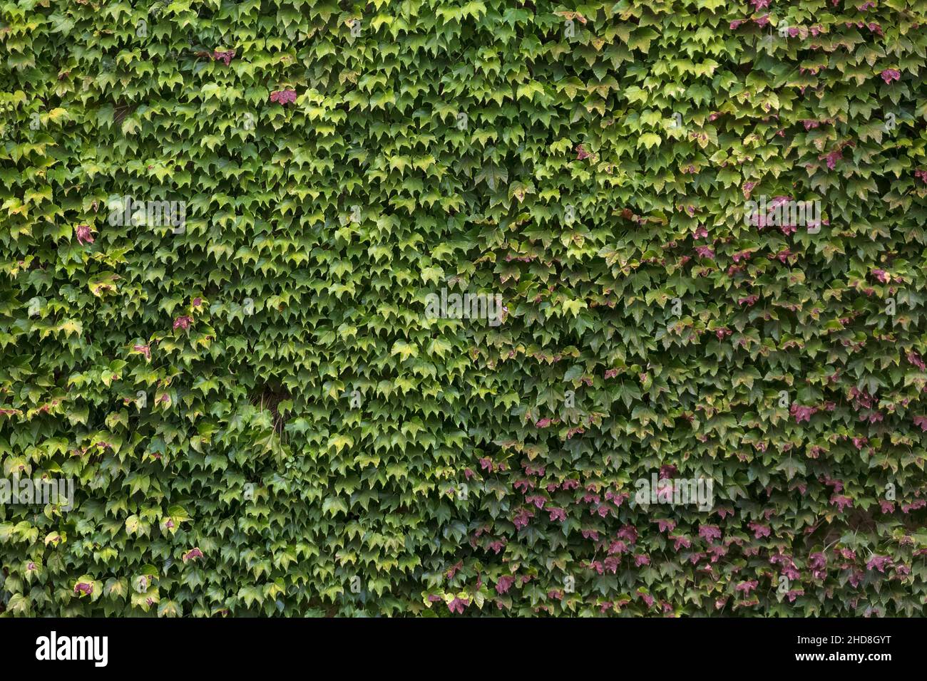View of a green wall, with dense green foliage plant, landscaped wall ...
