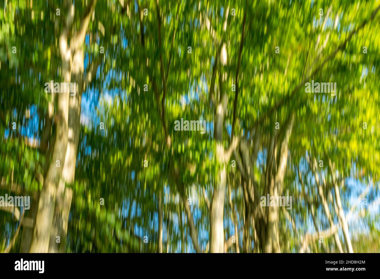 Abstract of nature green trees Stock Photo - Alamy