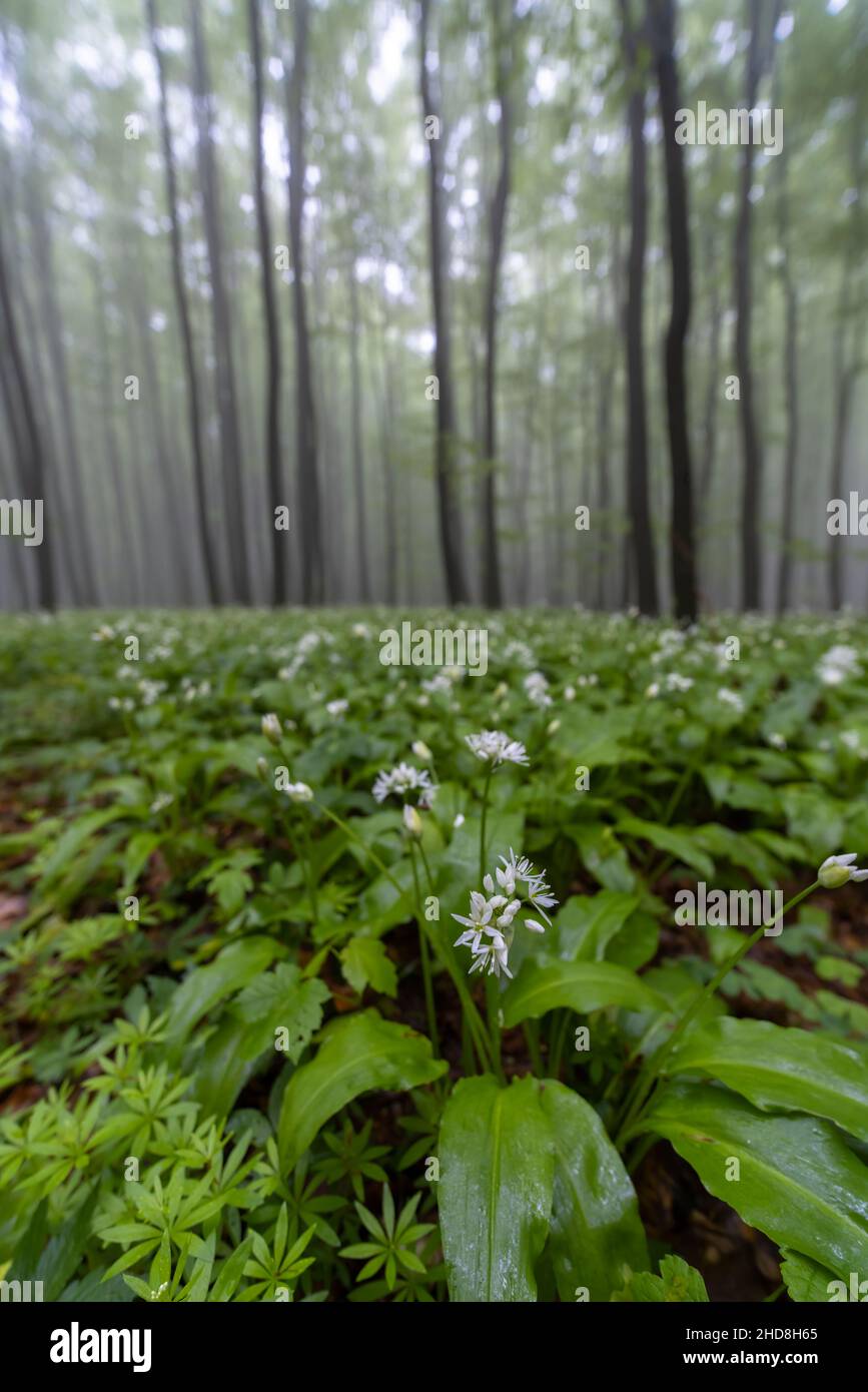 Spring beech forest in White Carpathians, Southern Moravia, Czech ...