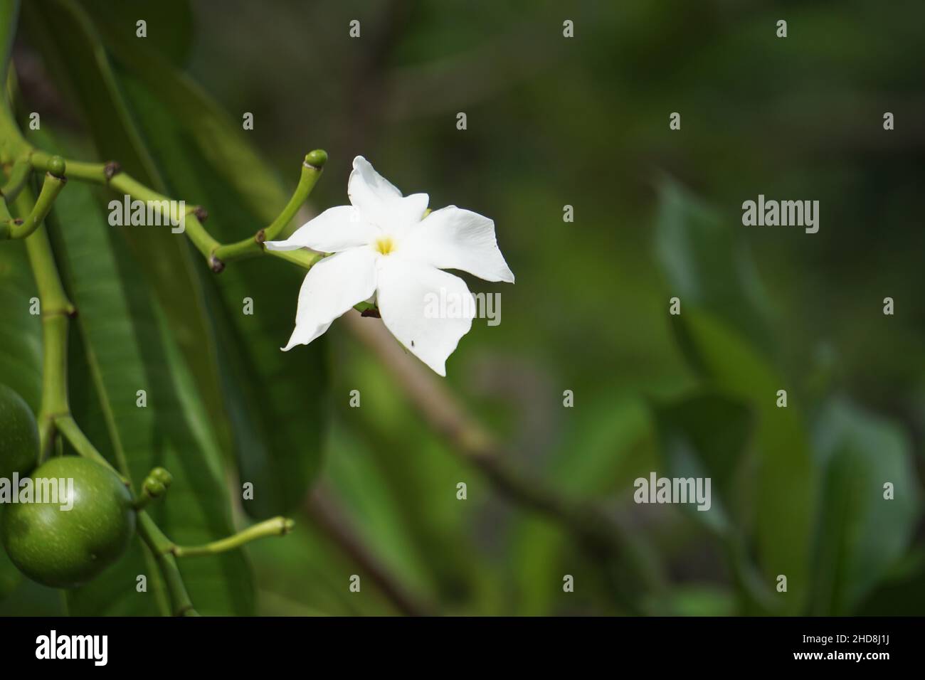 Cerbera odollam (also called pong pong tree, Cerbera manghas, sea mango ...