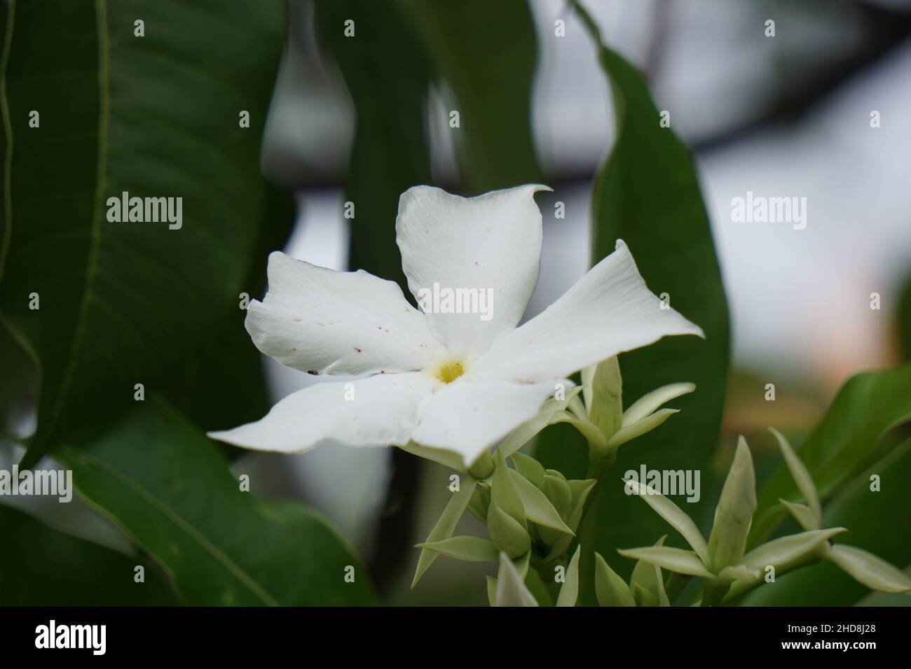 Cerbera odollam (also called pong pong tree, Cerbera manghas, sea mango ...