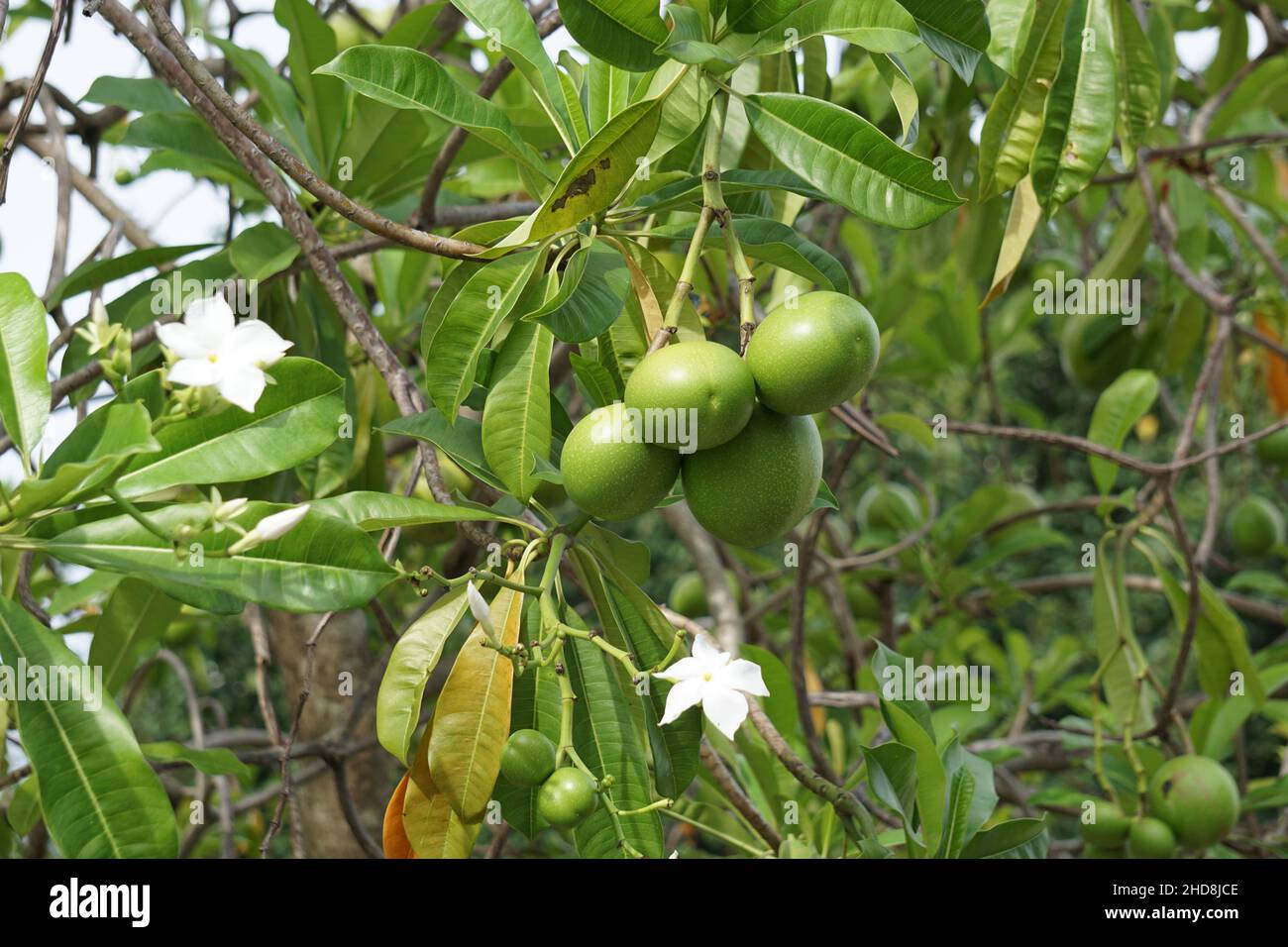 Cerbera odollam (also called pong pong tree, Cerbera manghas, sea mango ...