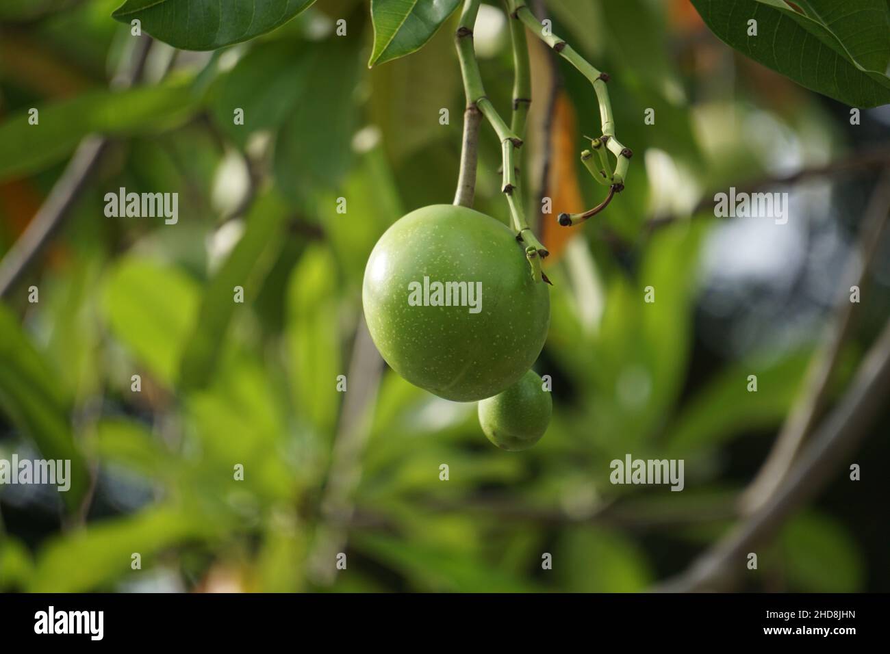 Cerbera odollam (also called pong pong tree, Cerbera manghas, sea mango ...