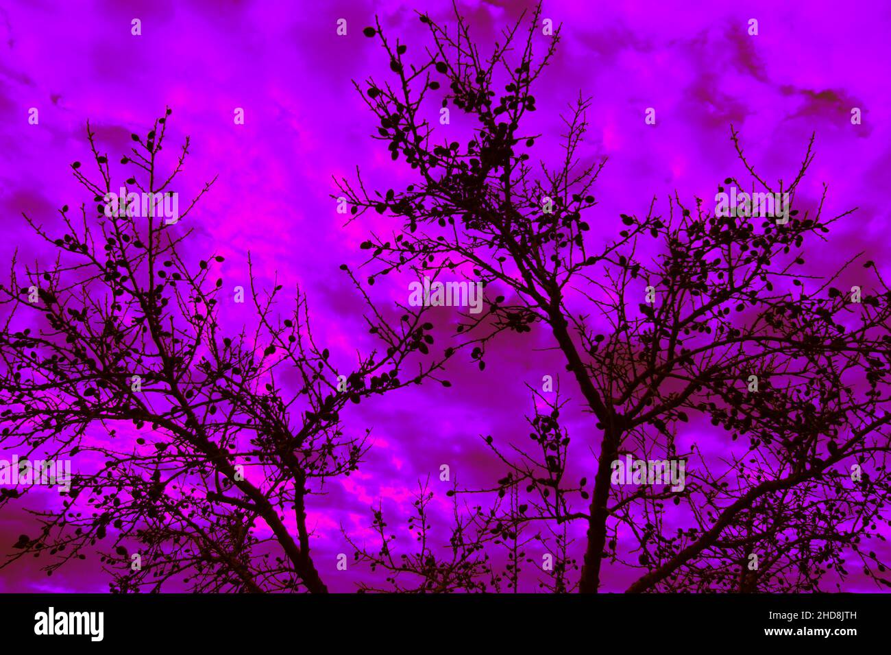 Almond tree flowers with purple sky March 8 International Woman Stock ...