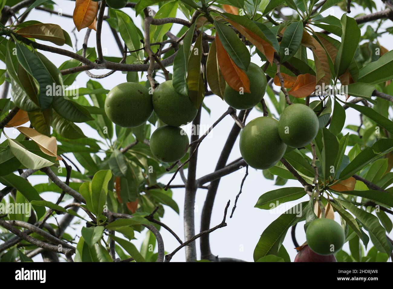 Cerbera odollam (also called pong pong tree, Cerbera manghas, sea mango ...