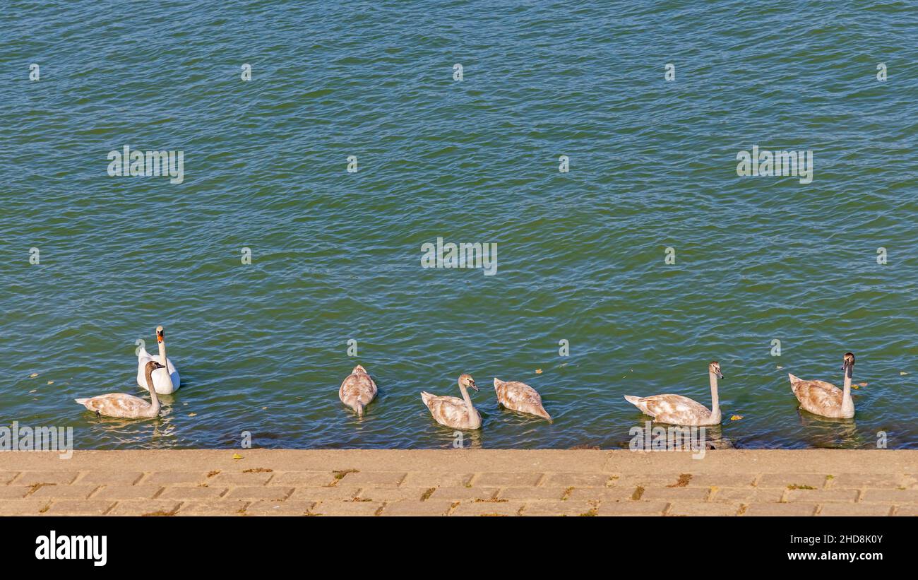 Danube river animals hi-res stock photography and images - Alamy