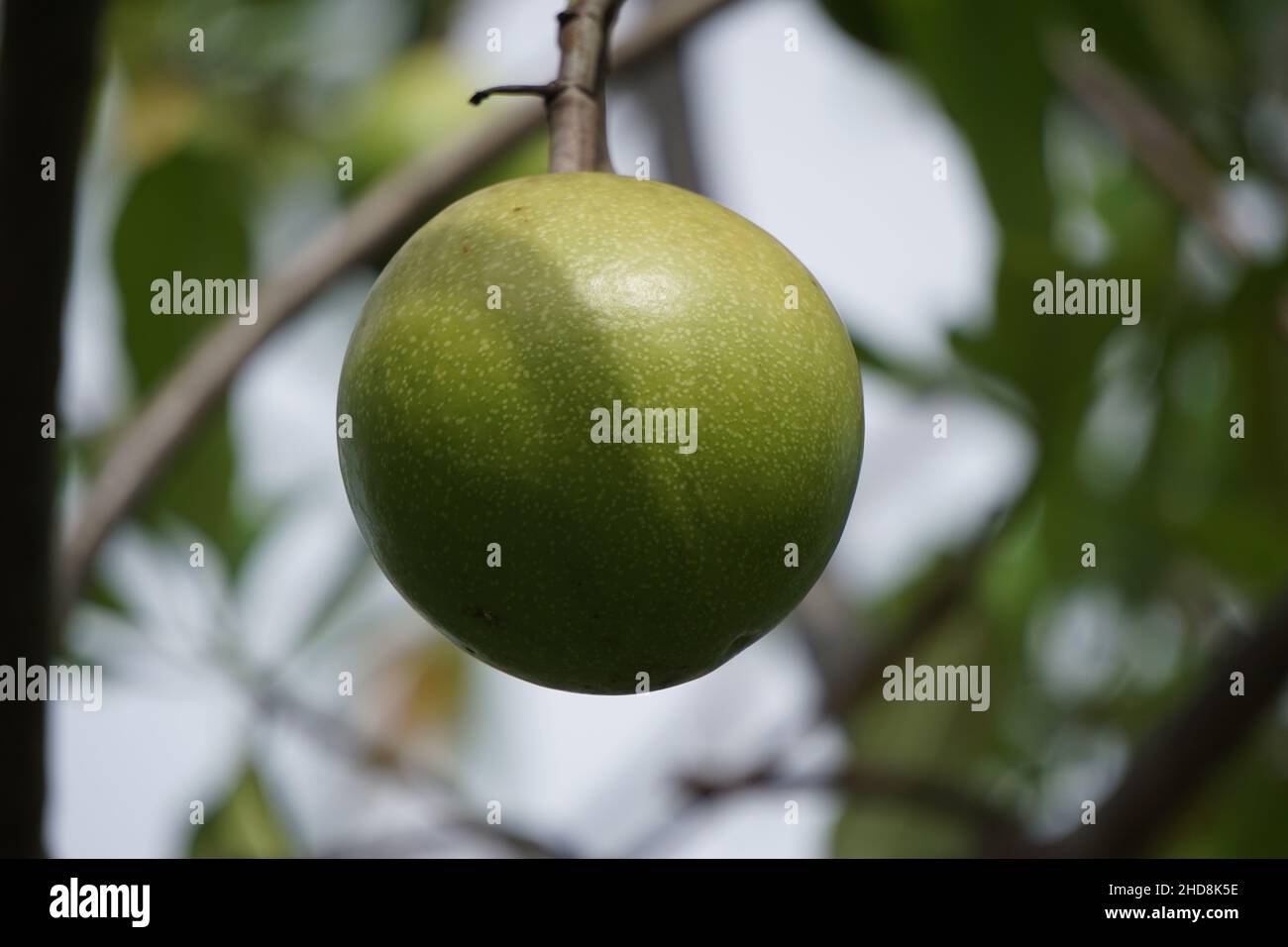 Species of poisonous tropical trees and plants hi-res stock photography ...