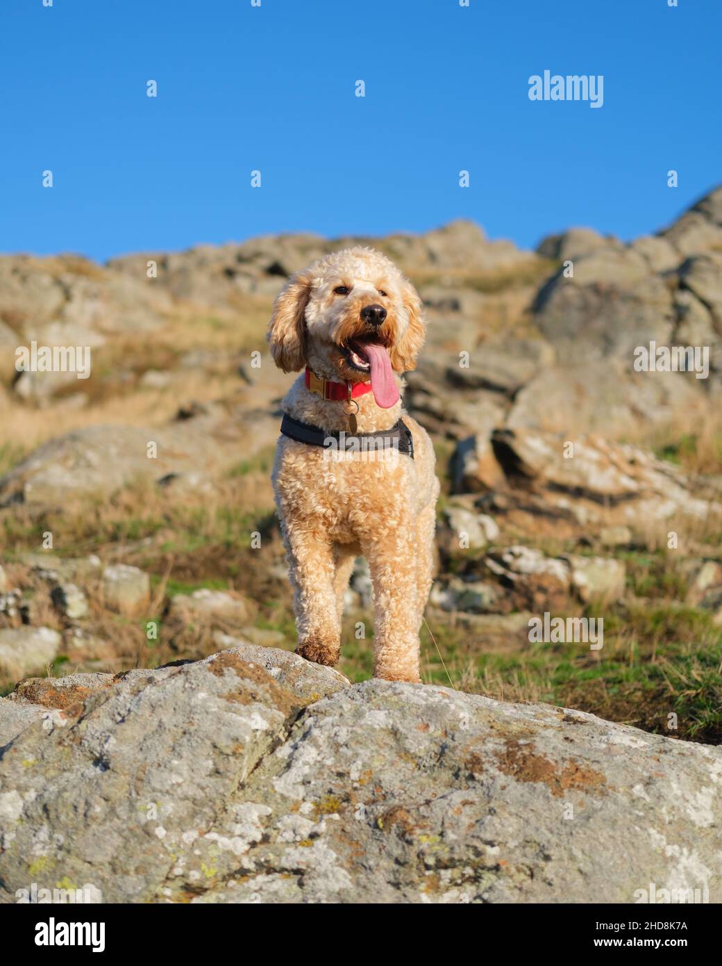 Cockapoo dog standing on rocky ground in sunshine Stock Photo - Alamy