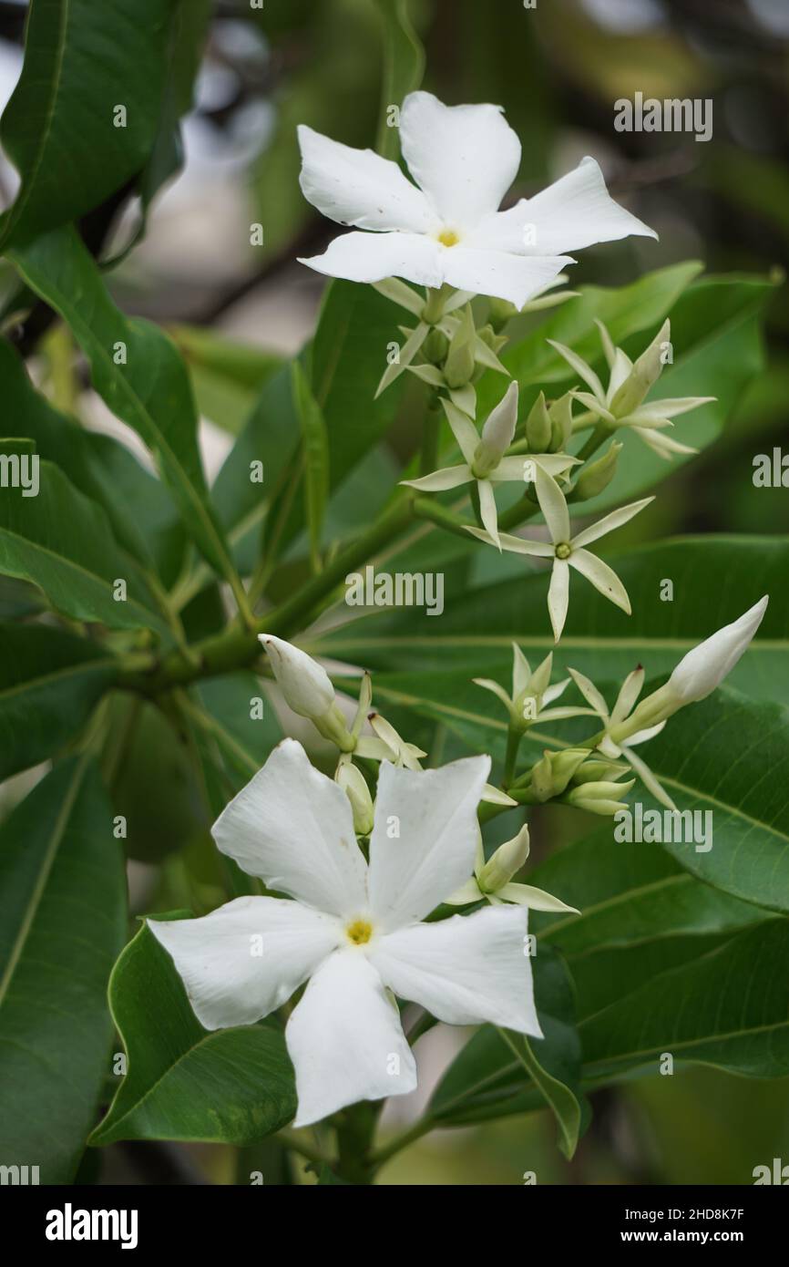 Cerbera odollam (also called pong pong tree, Cerbera manghas, sea mango ...