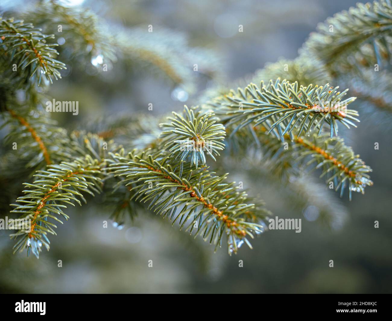 Spruce branch dew drops close hi-res stock photography and images - Alamy