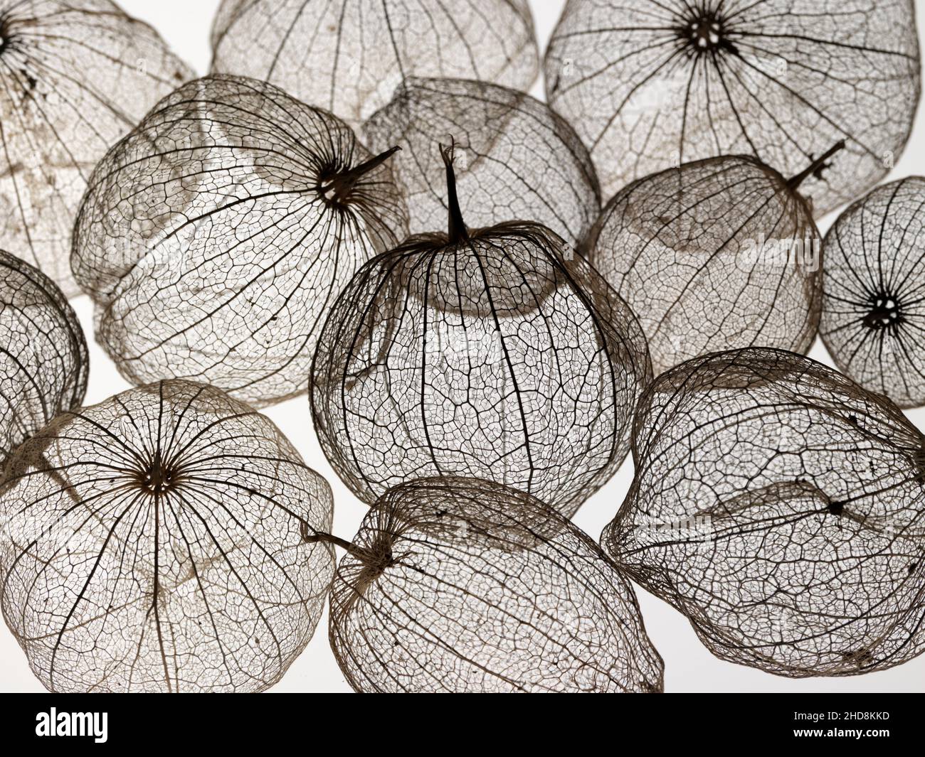 shells of tomatillos fruit photographed on a plain white background ...