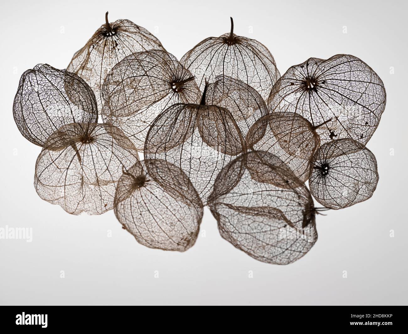 shells of tomatillos fruit photographed on a plain white background ...