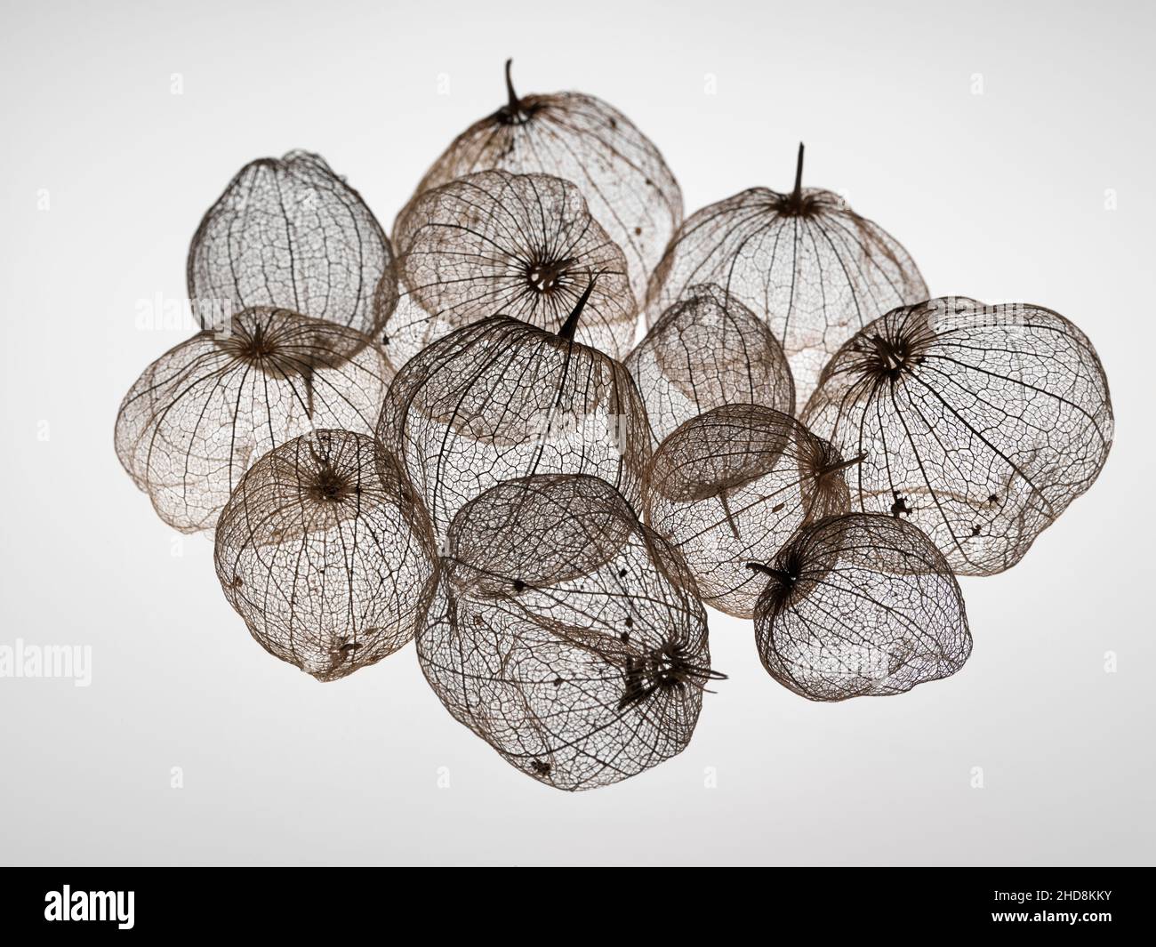 shells of tomatillos fruit photographed on a plain white background ...