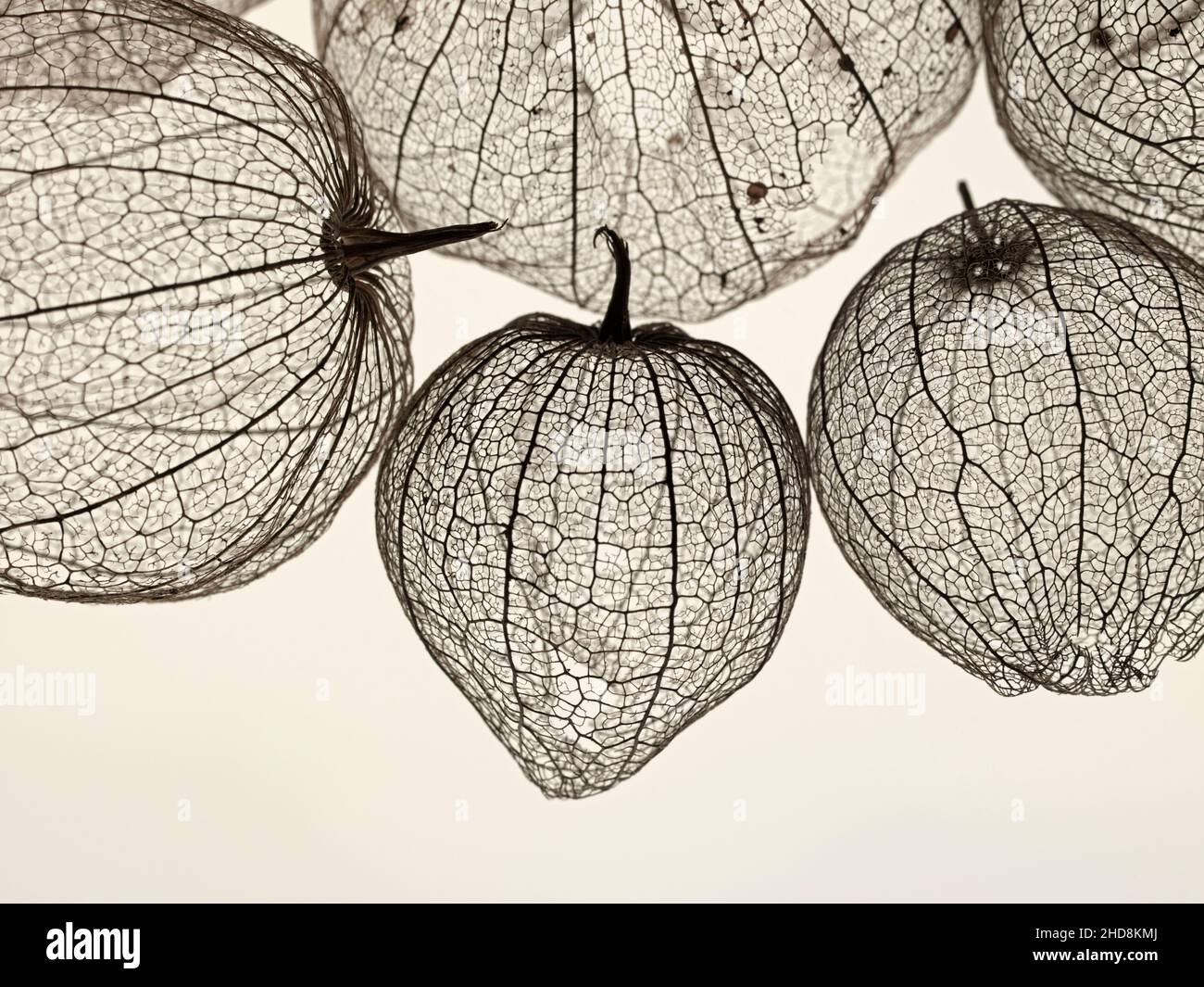shells of tomatillos fruit photographed on a plain white background ...