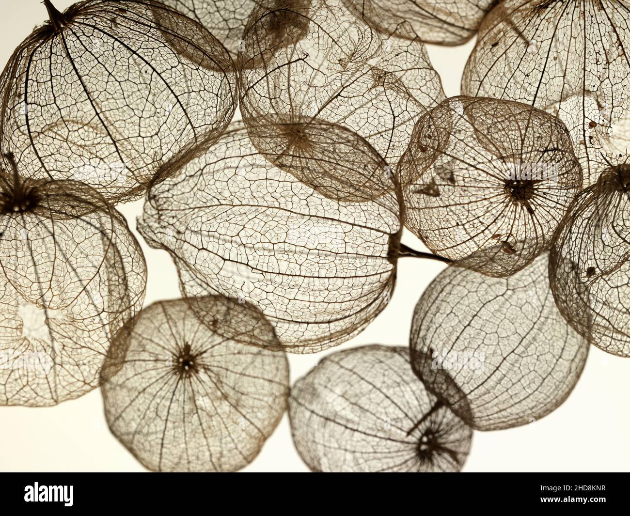 shells of tomatillos fruit photographed on a plain white background ...