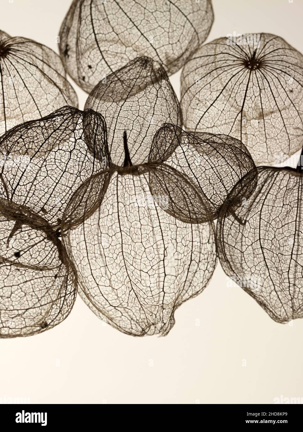 shells of tomatillos fruit photographed on a plain white background ...