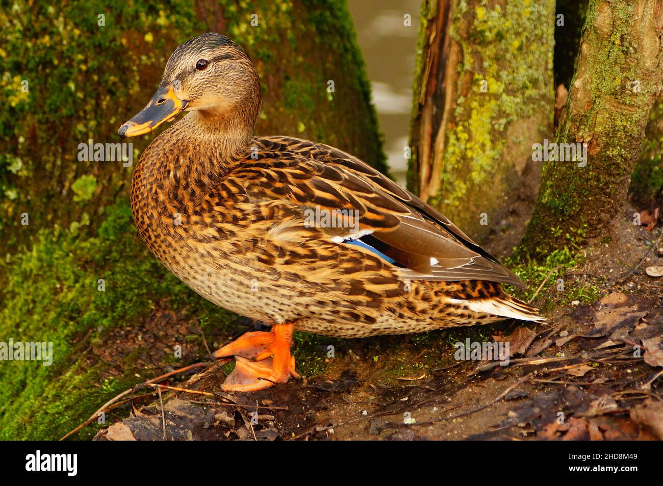 A female mallard duck Stock Photo - Alamy