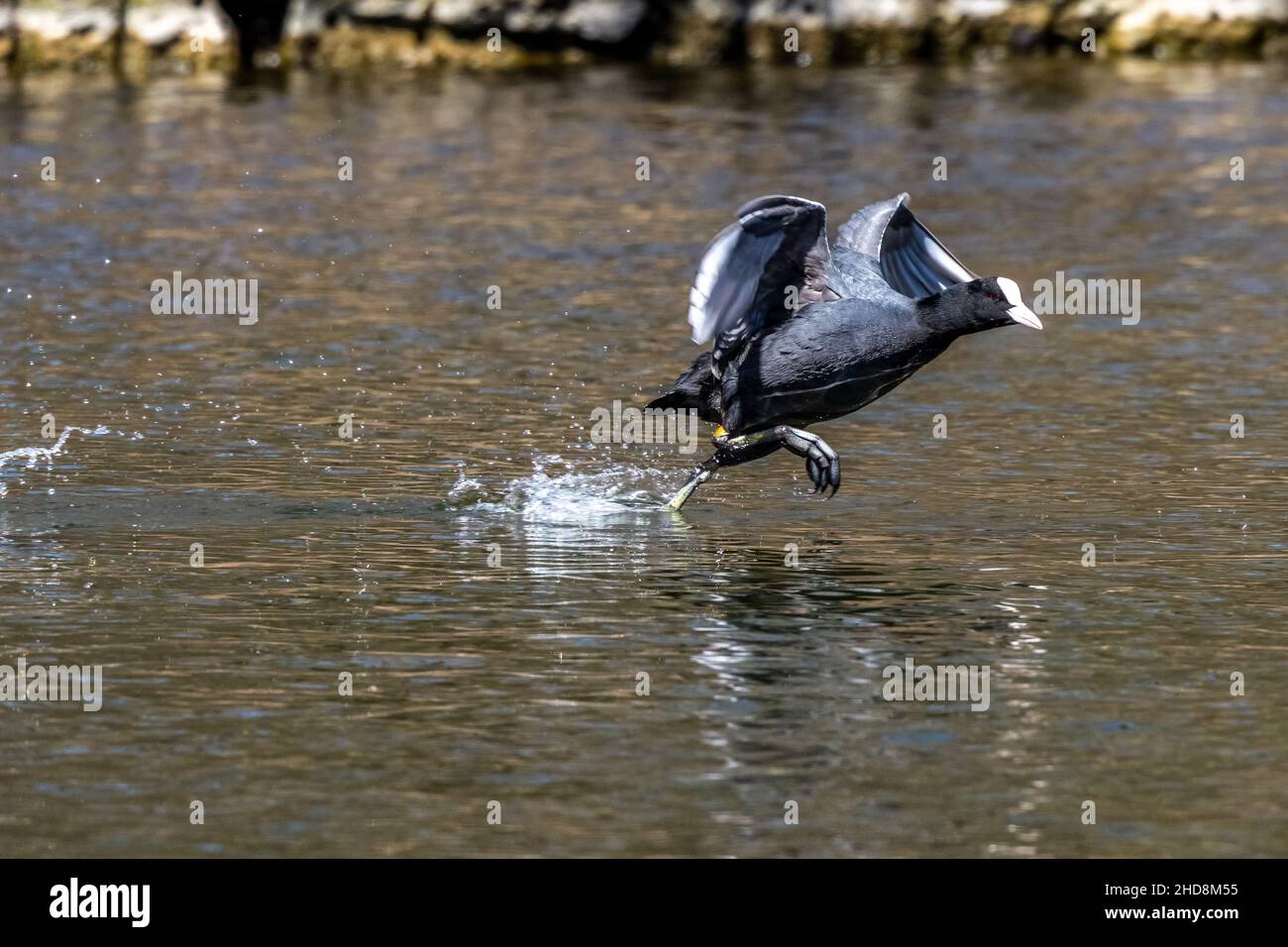 Eurasian coot, Fulica atra chasing each other by running across the ...