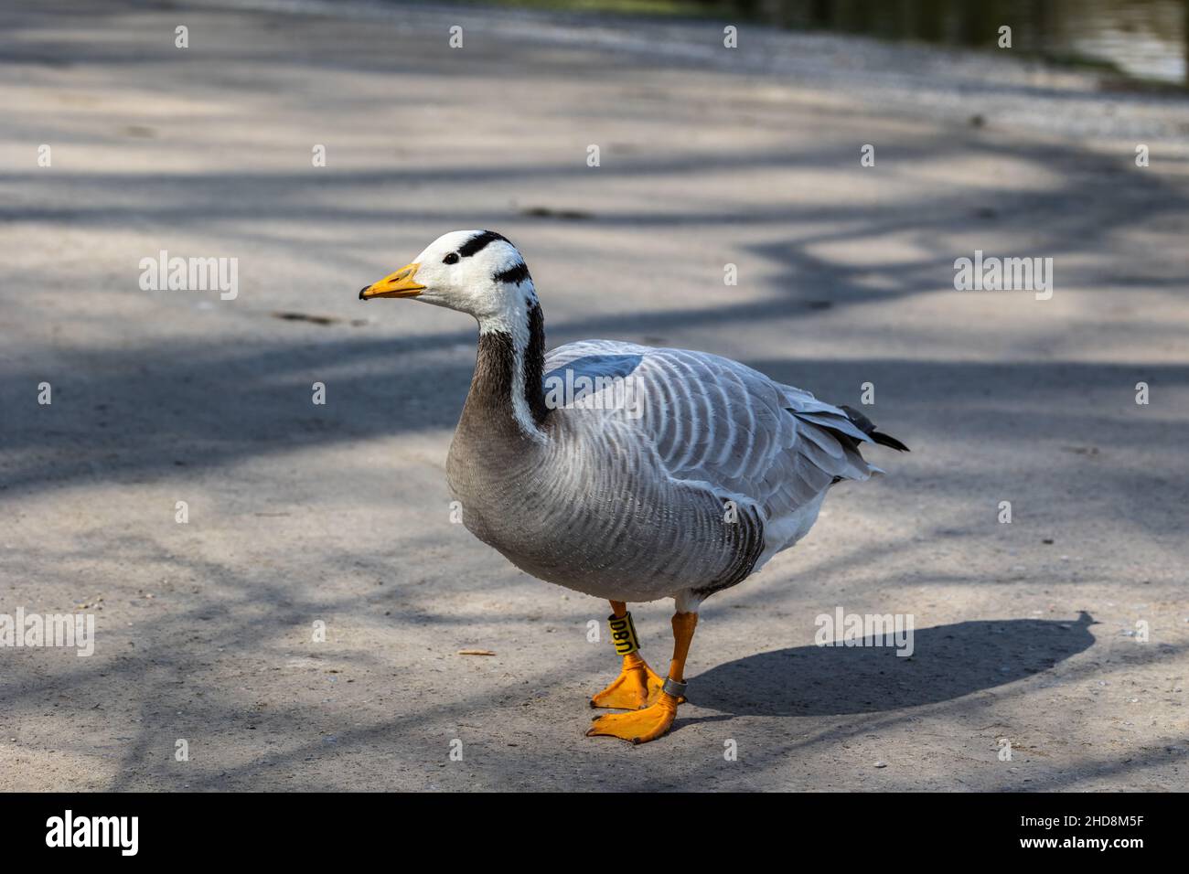 The bar-headed goose, Anser indicus is a goose that breeds in Central ...