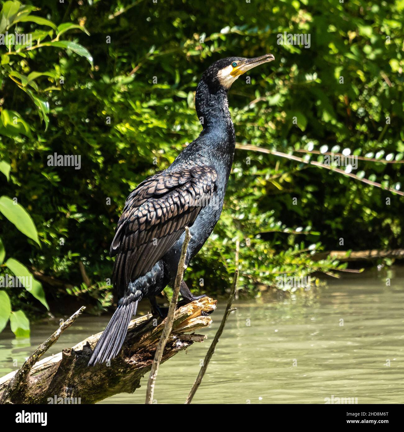 The great cormorant, Phalacrocorax carbo known as the great black ...