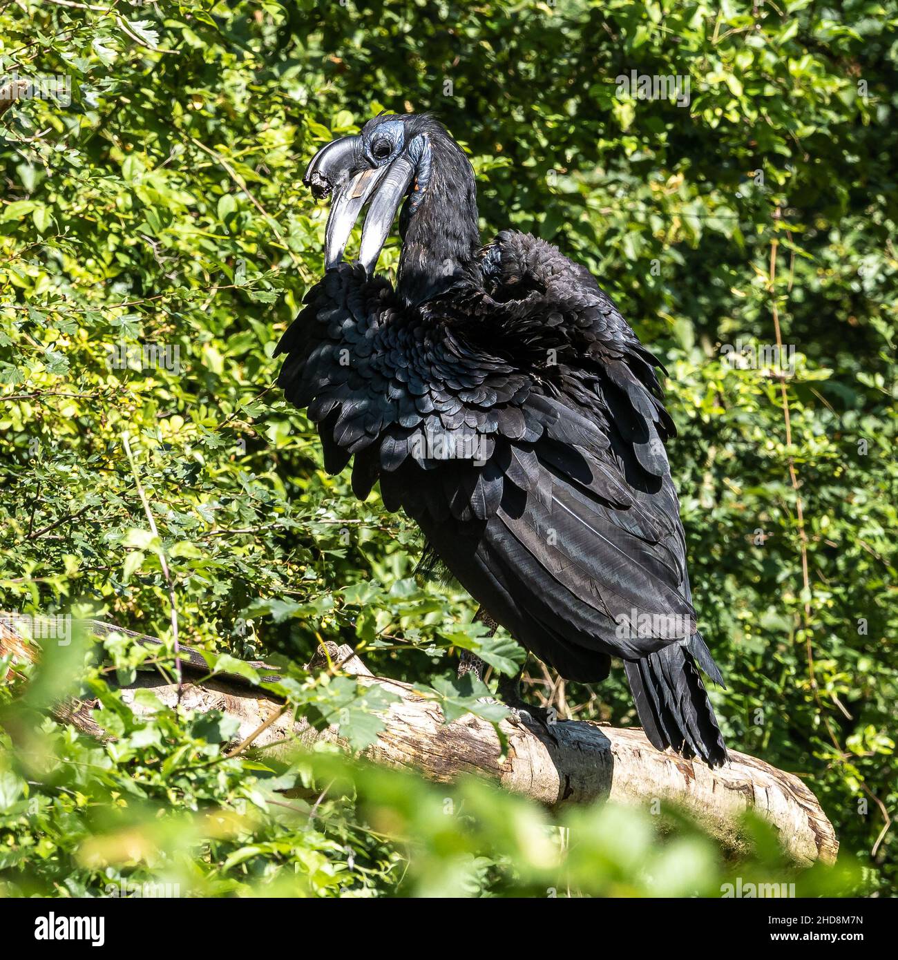 The Abyssinian northern Ground Hornbill, Bucorvus abyssinicus or ...