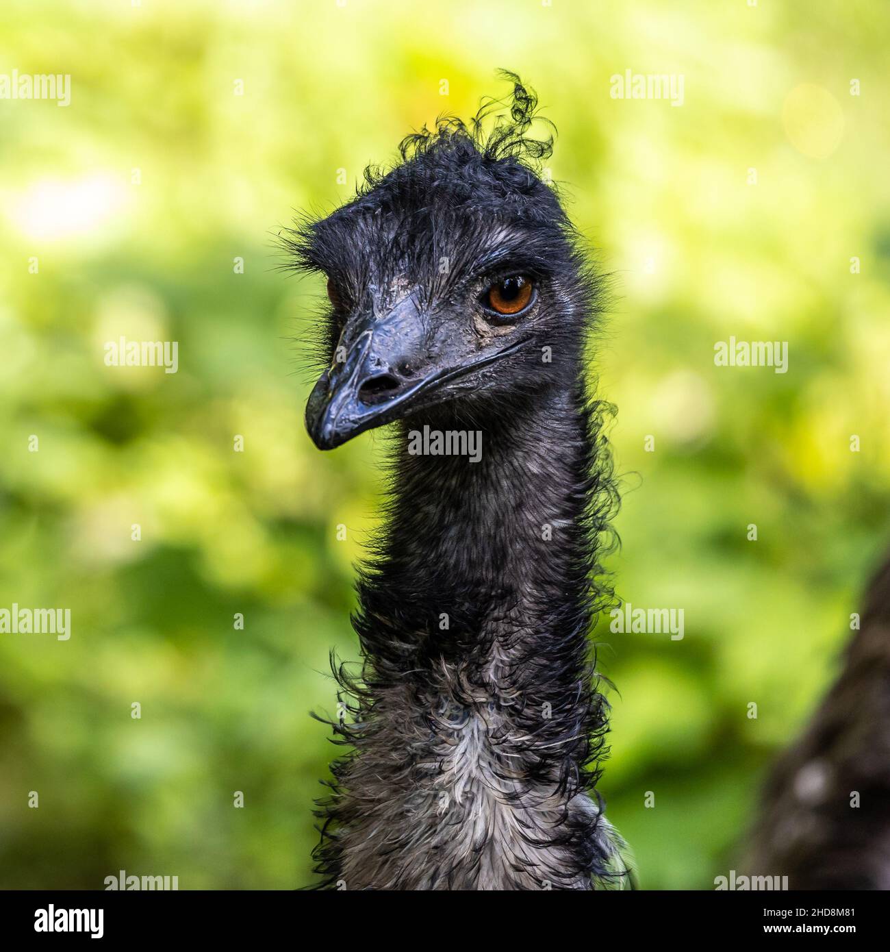 The emu, Dromaius novaehollandiae is the second-largest living bird by ...