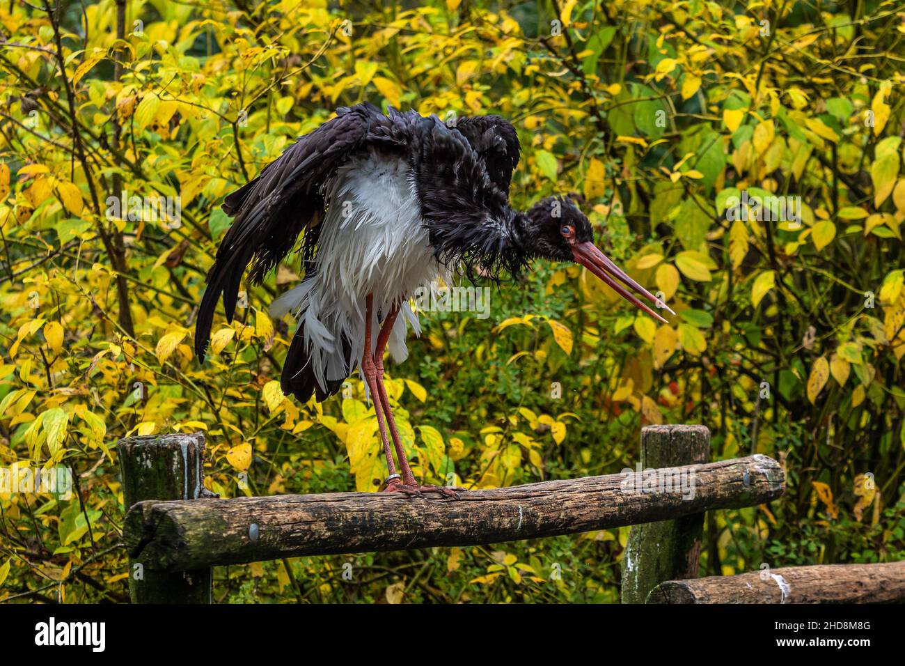 The Black stork, Ciconia nigra is a large bird in the stork family ...