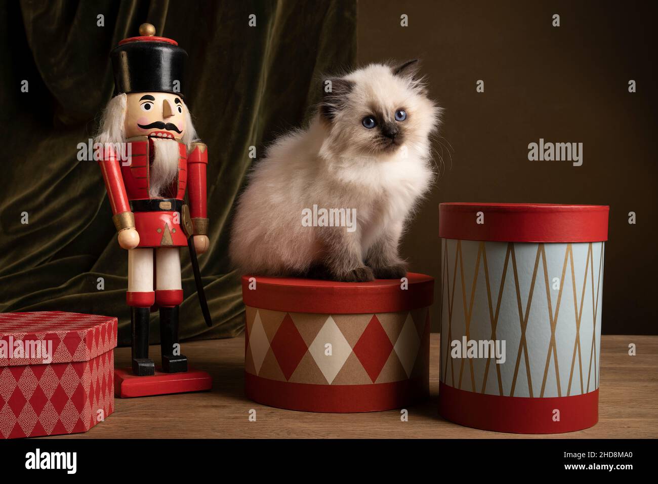Christmas ragdoll cat hi-res stock photography and images - Alamy