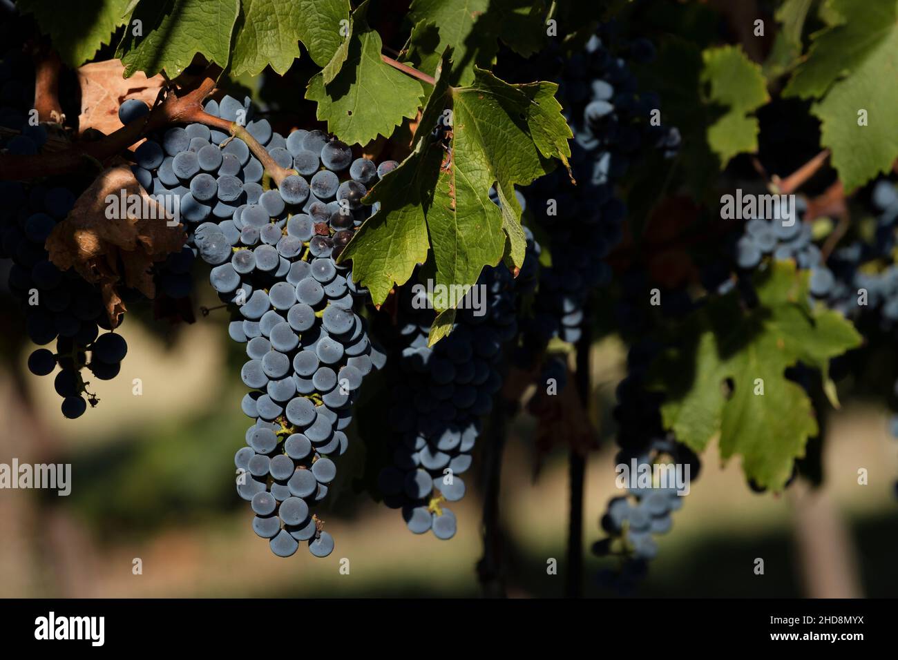Grapevine farm hi-res stock photography and images - Alamy