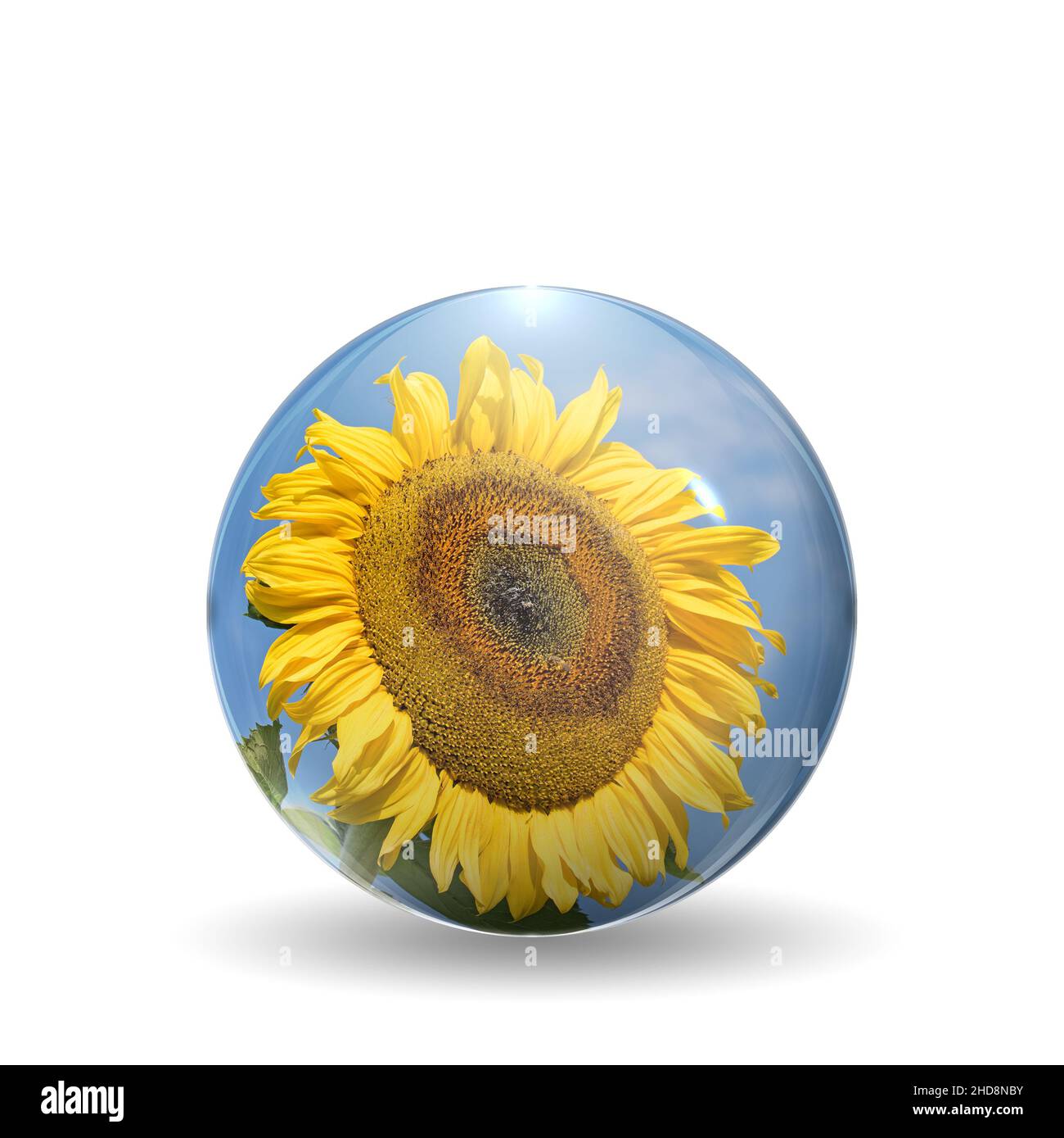 Sunflower in a glass ball, illustration Stock Photo - Alamy