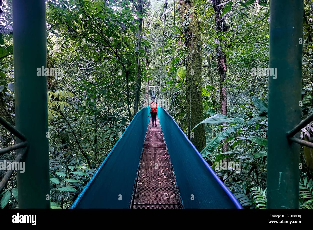 Hanging bridge above the cloud forest, Guanacaste, Costa Rica Stock ...