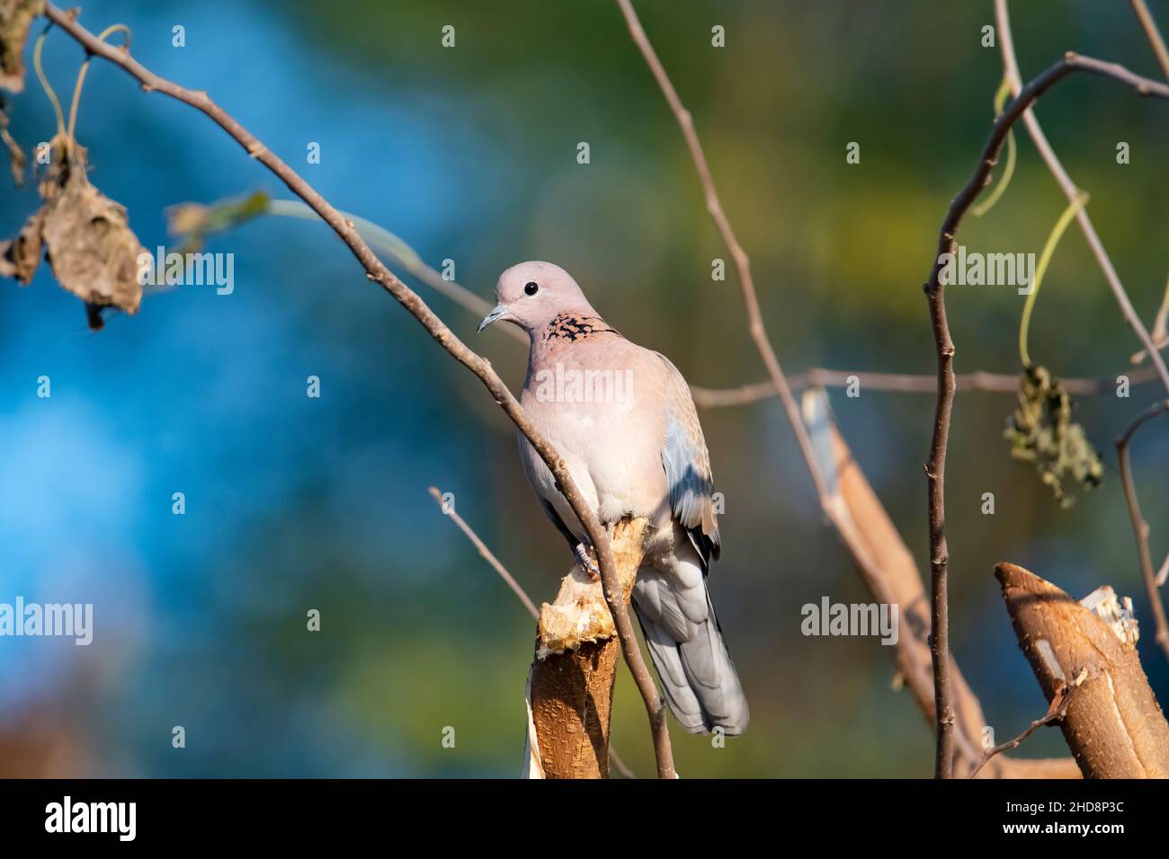 Common Indian Dove sitting on a branch of tree with colored background ...