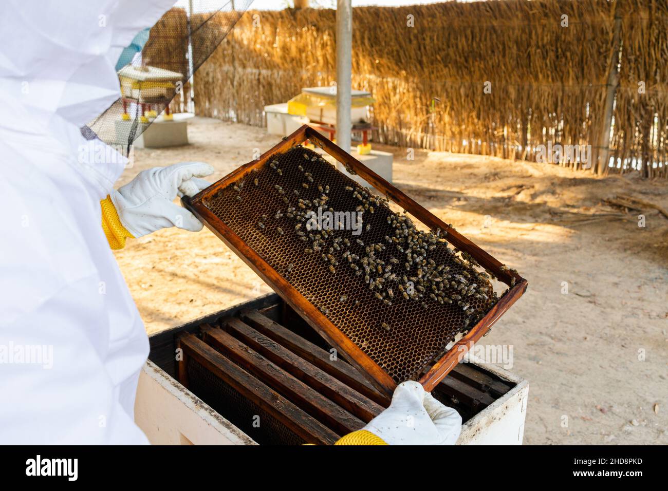 Beekeeper checking bee frames from the beehive Stock Photo - Alamy