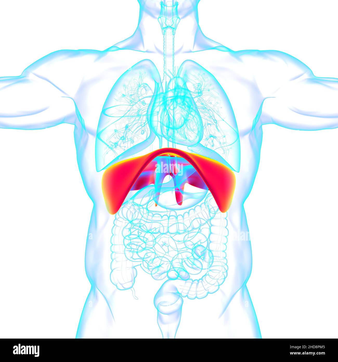 Diaphragm Human Respiratory System Anatomy For Medical Concept 3D ...