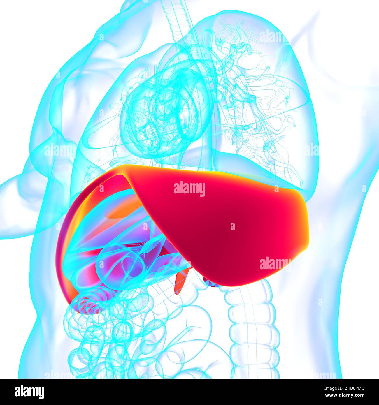 Diaphragm Human Respiratory System Anatomy For Medical Concept 3D ...