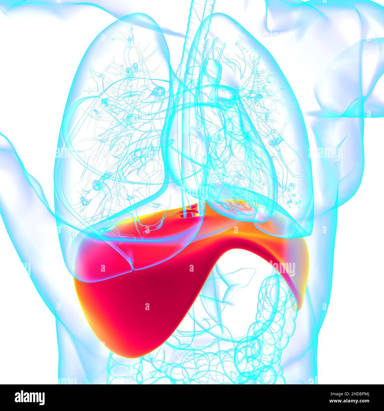 Diaphragm Human Respiratory System Anatomy For Medical Concept 3D ...
