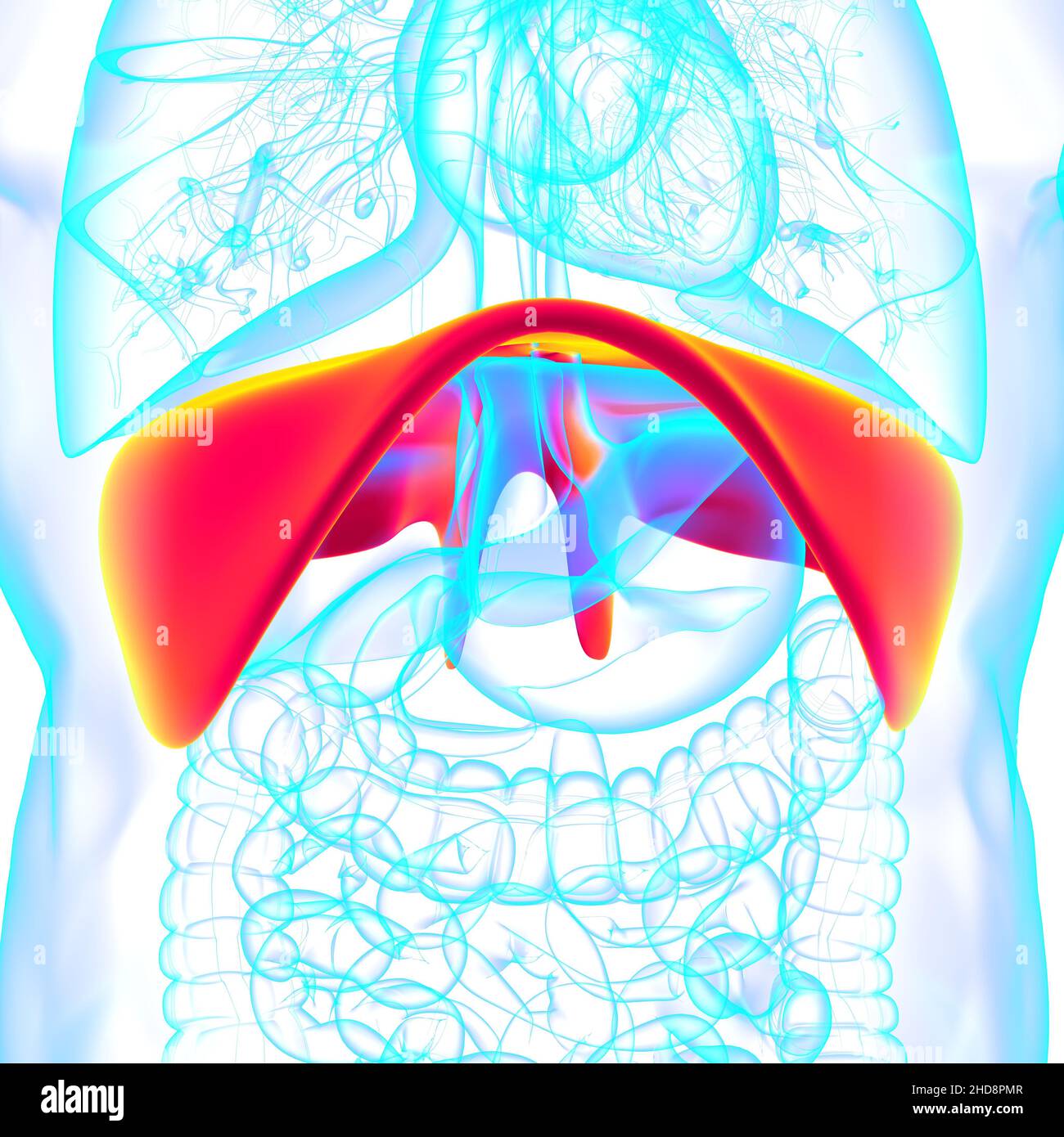 Diaphragm Human Respiratory System Anatomy For Medical Concept 3D ...