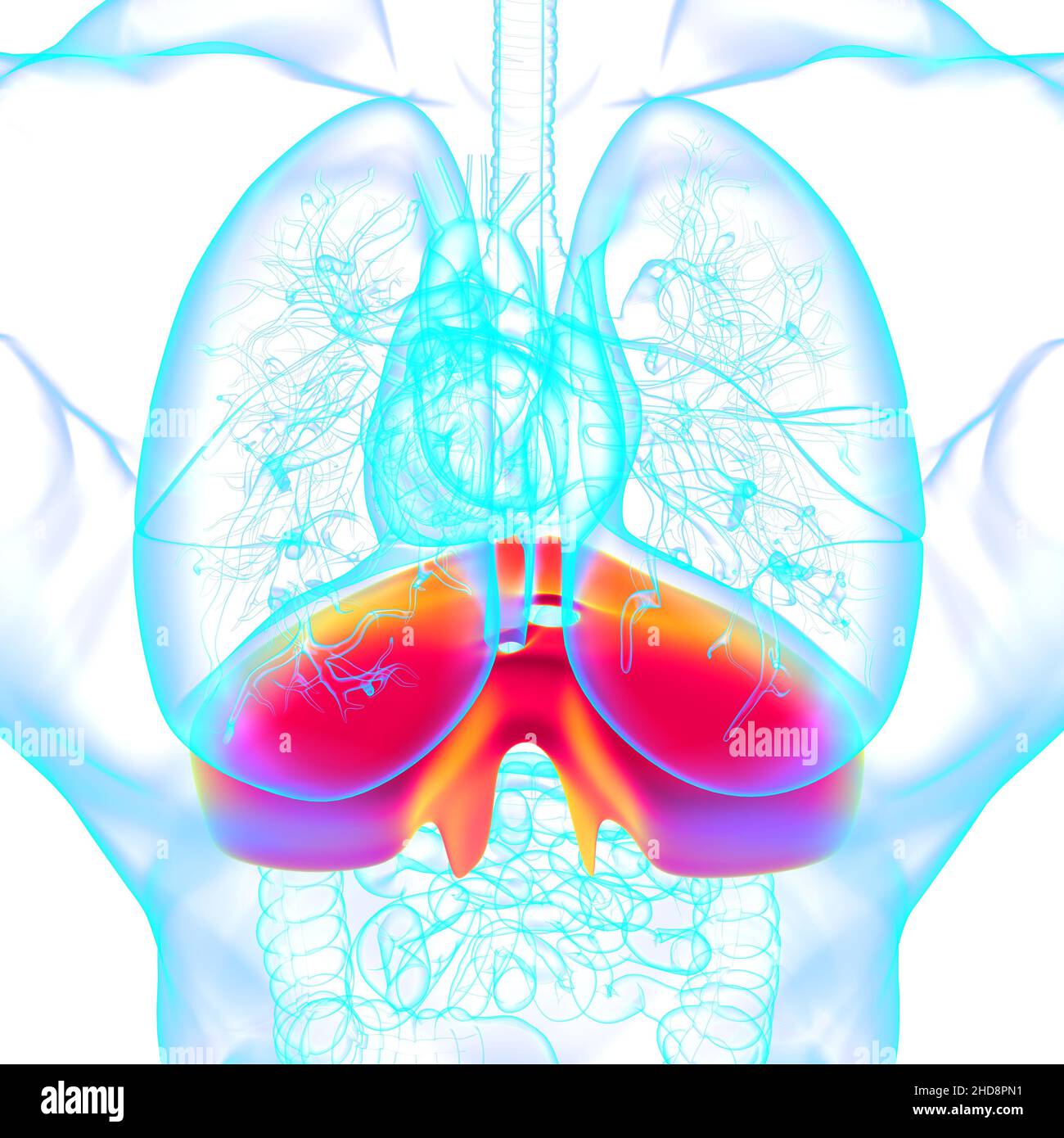 Diaphragm Human Respiratory System Anatomy For Medical Concept 3D ...