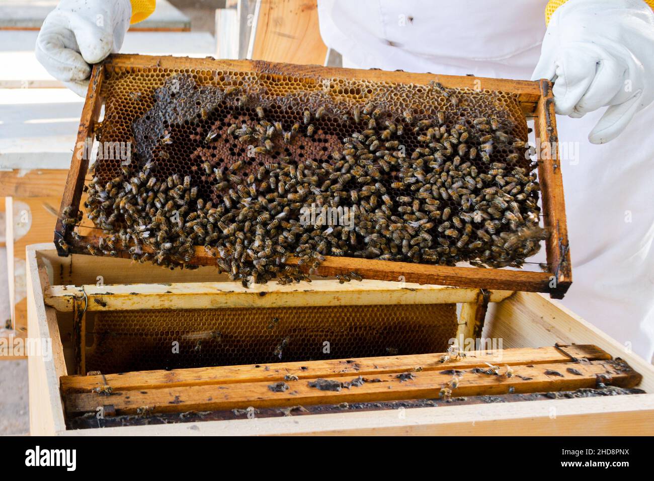 Beekeeper checking bee frames from the beehive Stock Photo - Alamy